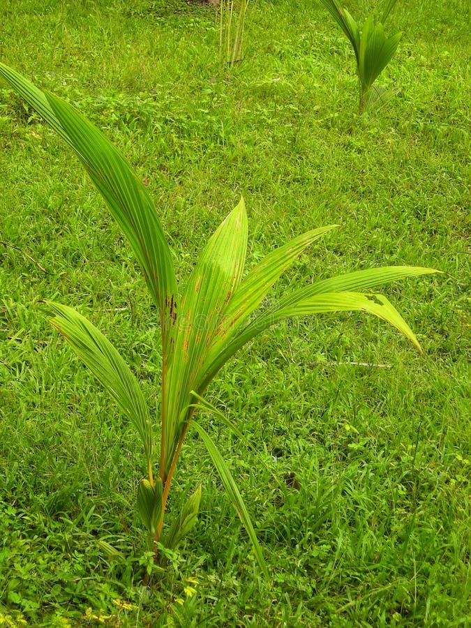 Coconut, Coconut Nursery, Coconut Plantation, Nature Stock Image ...