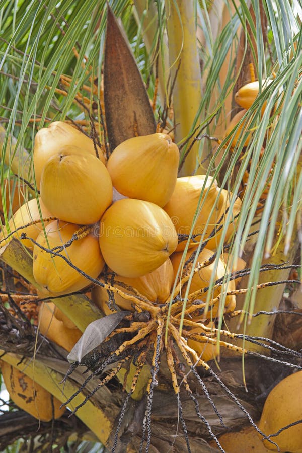 Orange Coconut Tree stock photo. Image of details, pretty - 5338148