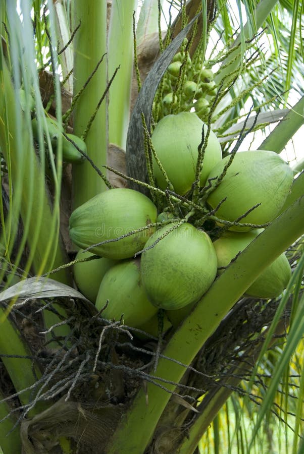 Coconuts stock image. Image of coconut, tropical, island - 3208595
