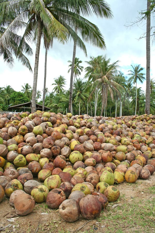 Coconuts stock photo. Image of coast, coconut, fruit, brown - 4434960
