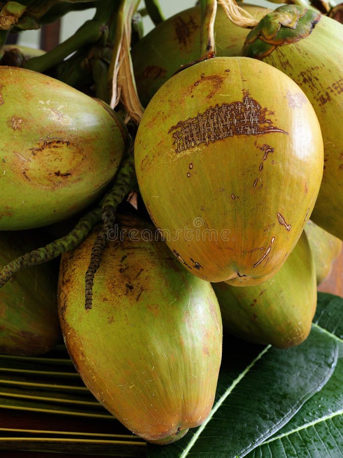 Coconuts stock photo. Image of food, coconuts, macro, closeup - 7907852