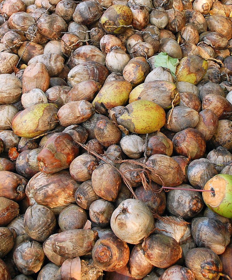 Coconuts stock photo. Image of branches, drink, husk, green - 8255970