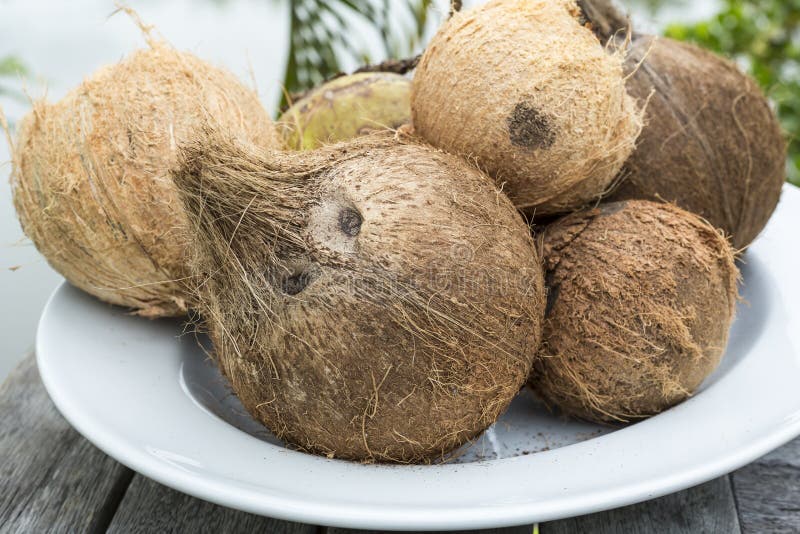Coconuts stock photo. Image of range, husk, food, coconuts - 35708708