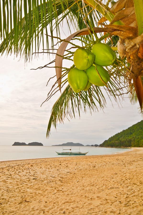 Coconut stock photo. Image of beach, caribbean, vacation - 4868102