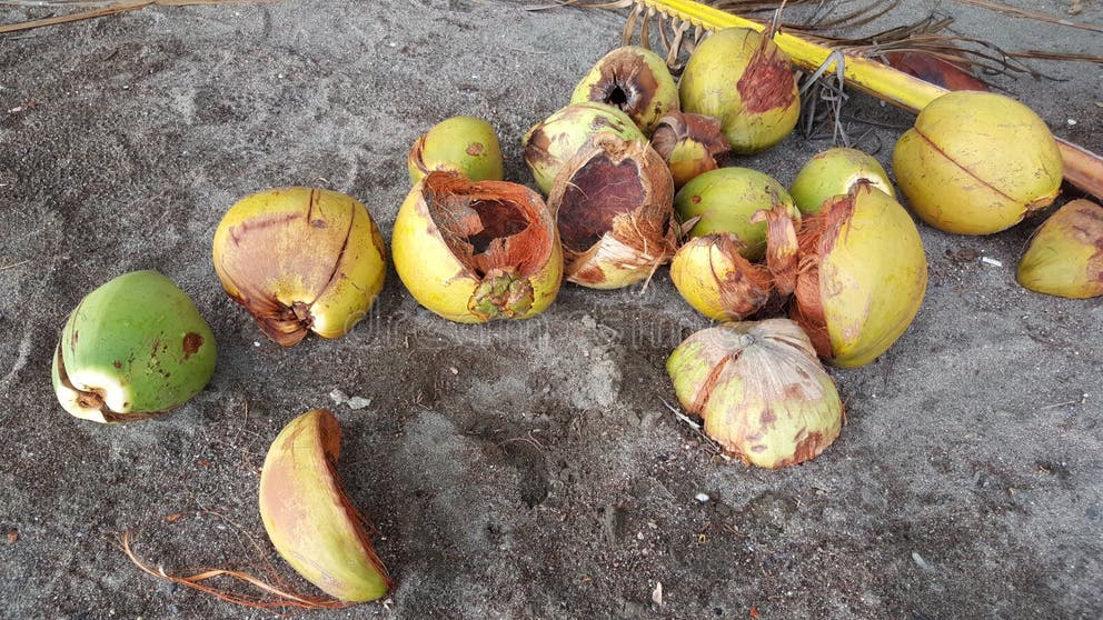 Coconuts at the beach stock photo. Image of jaco, rica - 73859498