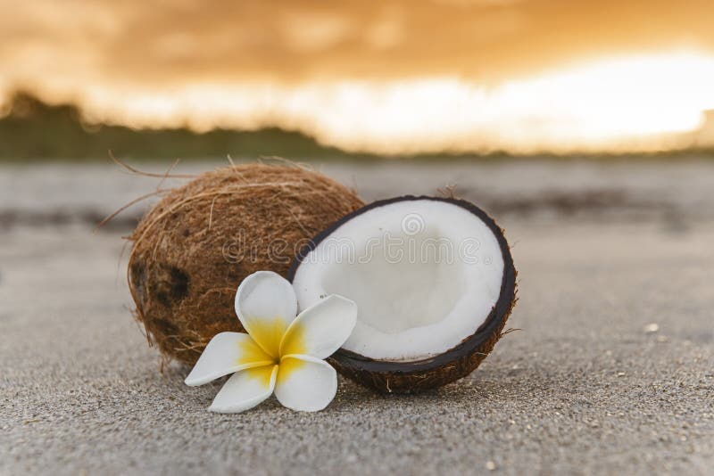Coconuts on the beach stock photo. Image of sand, sunrise - 47873556 Coconuts on the beach stock photo. Image of sand, sunrise - 47873556