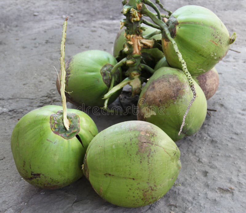 Young Green Coconuts stock photo. Image of cocos, sweet - 66503020