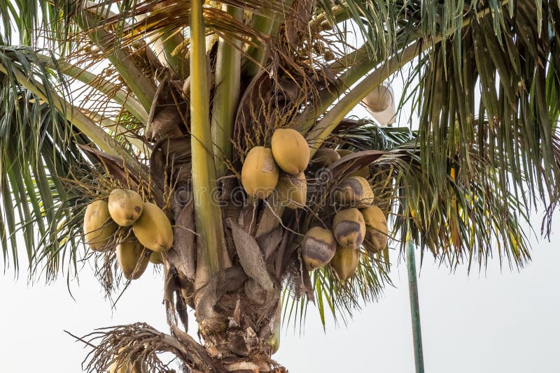 Coconuts stock image. Image of mature, bunches, collection - 93827587