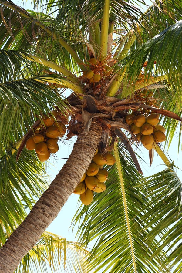 Coconuts on a coconut tree stock photo. Image of delicious - 22798078 Coconuts on a coconut tree stock photo. Image of delicious - 22798078
