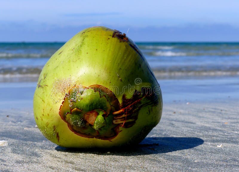 Coconuts Day At The Beach. Picture Image: 84919217