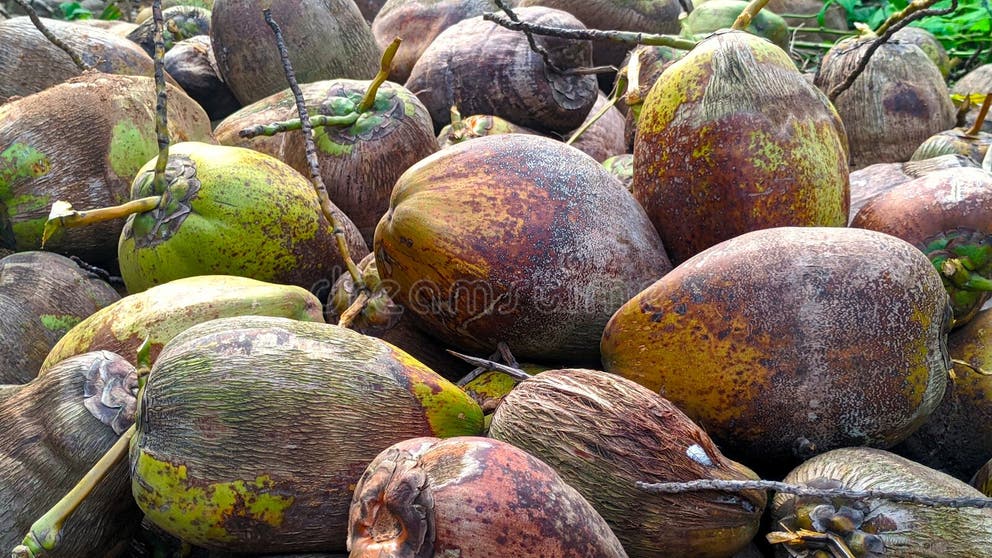 Coconuts in Different Colors in Yard Stock Photo - Image of beauty ...