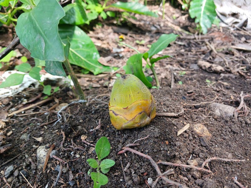 Coconuts Early Stage of Growth Fall Stock Photo - Image of small, reef ...