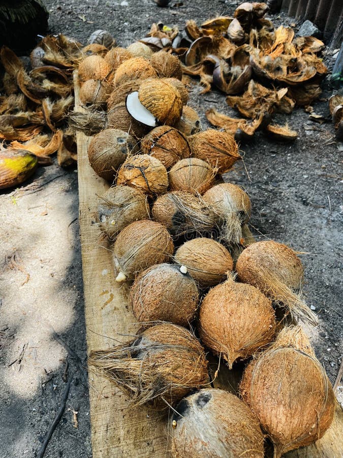 Coconuts stock photo. Image of coco, exotic, autumn - 260868356