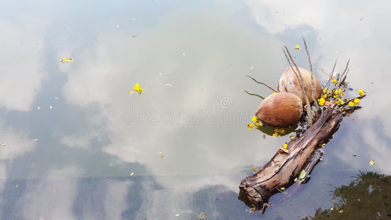 Coconuts floating stock image. Image of falling, lagoon - 55095589