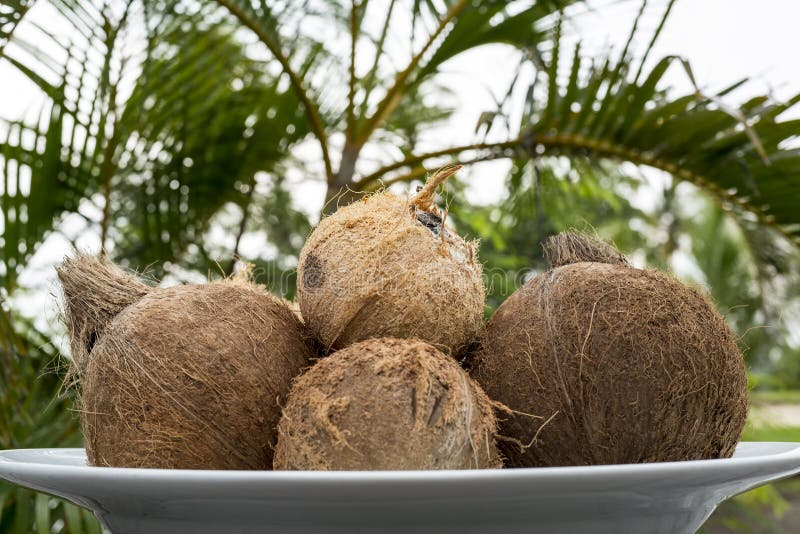 Coconuts stock photo. Image of food, round, copra, husk - 35708812