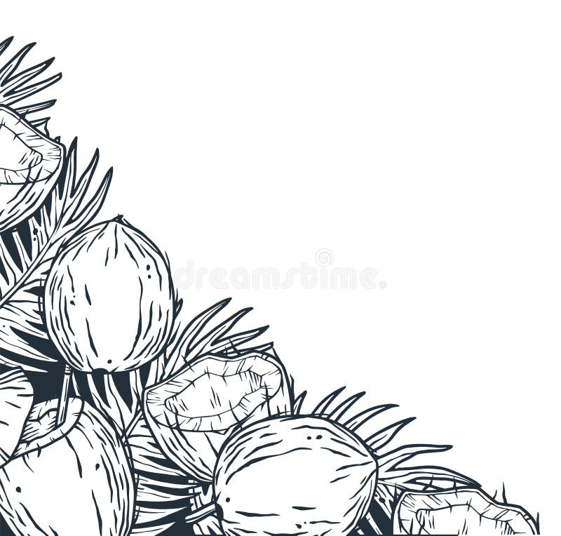 Coconuts Fruit Corner. Summer Fruit Outline Design Stock Vector ...