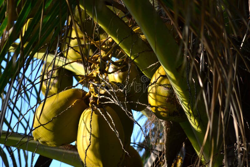 Coconuts stock photo. Image of destination, nature, palm - 42779314 Coconuts stock photo. Image of destination, nature, palm - 42779314