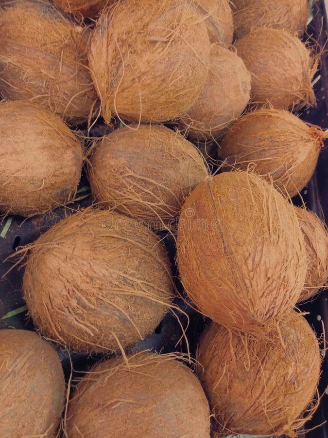 Coconuts in group stock image. Image of texture, food - 167967799
