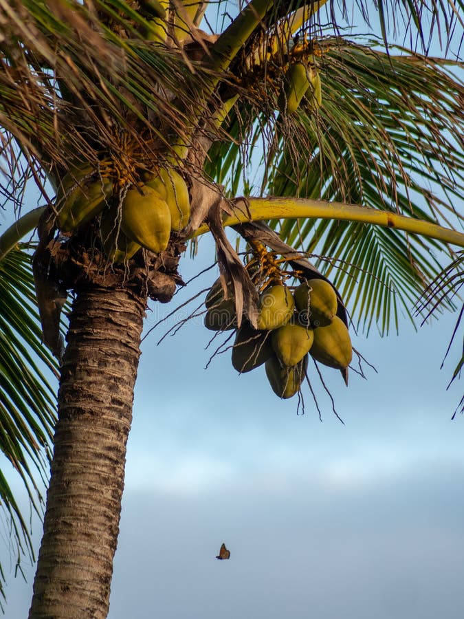 Coconuts Hanging from a Palm Tree Stock Photo - Image of natural ... Coconuts Hanging from a Palm Tree Stock Photo - Image of natural ...