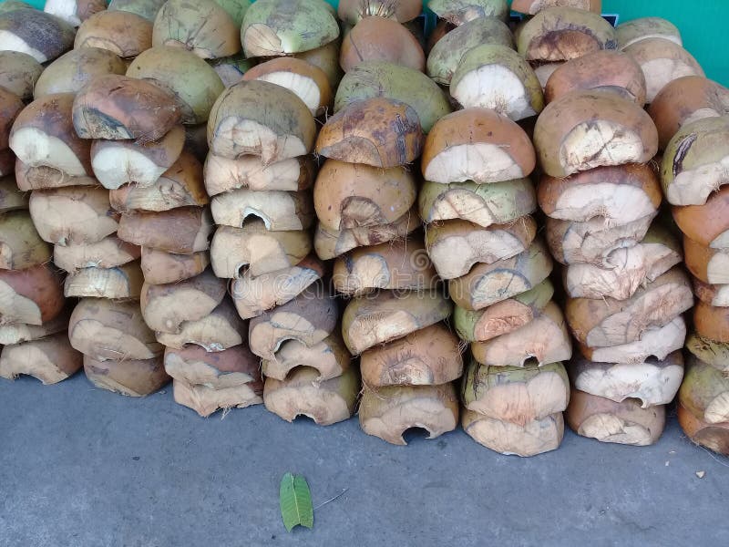 Coconuts that Have Been Removed and Piled Up Stock Image - Image of ...
