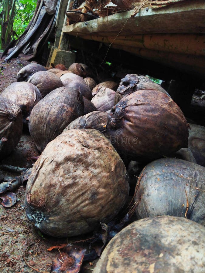 Coconuts that Have Started To Rot Stock Image - Image of sculpture ...