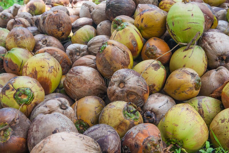 Coconuts on the island stock photo. Image of milk, coconut - 23254680