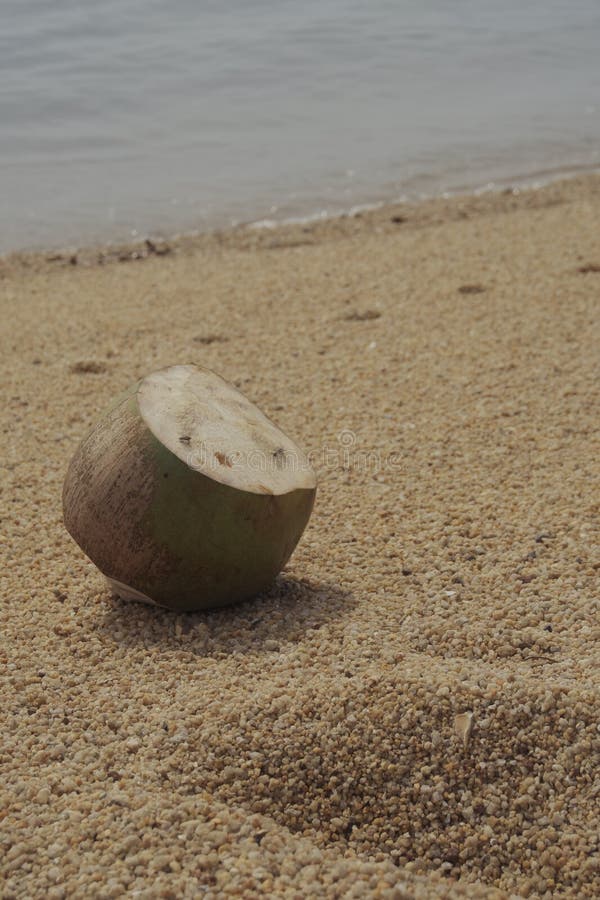 Coconuts left on the beach stock photo. Image of vacation - 352494324
