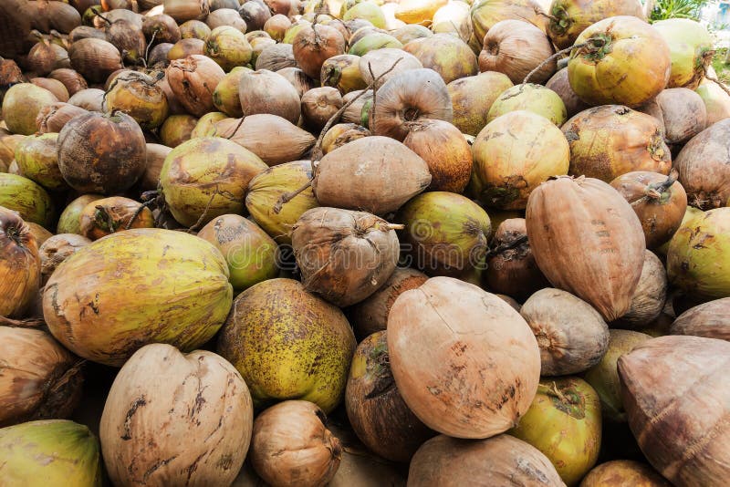 Coconuts stock photo. Image of tree, tropical, nutrition - 68736466