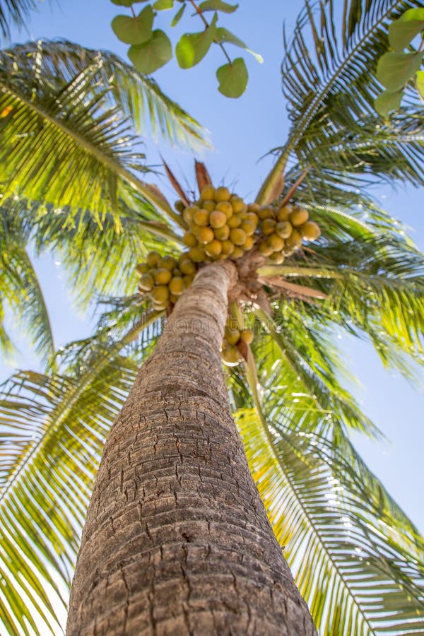 Green tropical Coconuts stock photo. Image of coconuts - 82139114 Green tropical Coconuts stock photo. Image of coconuts - 82139114