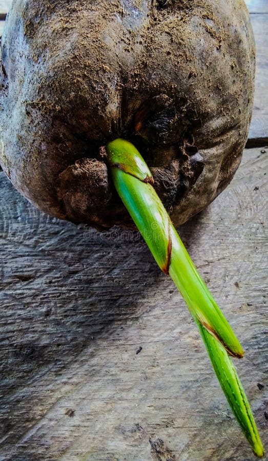 Coconuts Old Sprout Stock Photos - Free & Royalty-Free Stock Photos ...