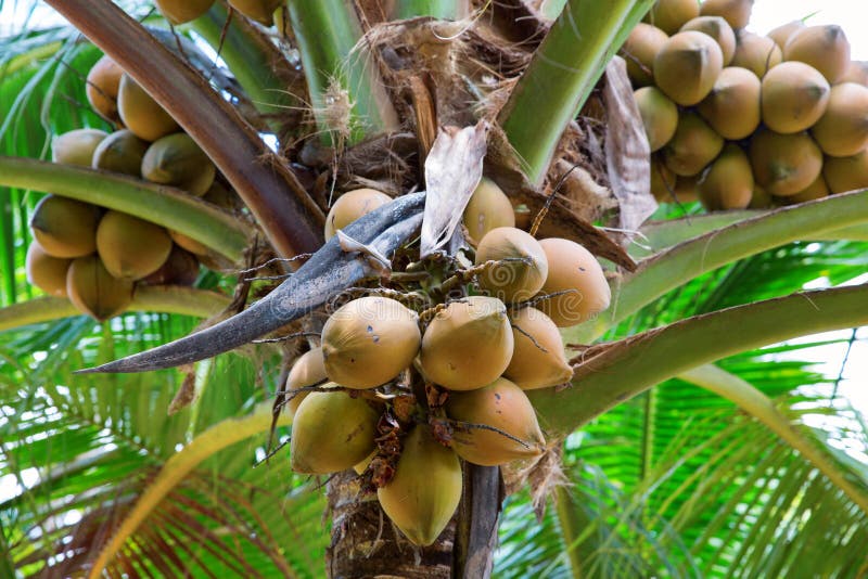 Coconuts on the palm tree stock photo. Image of agriculture - 26736232