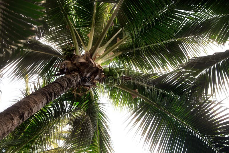 Coconuts on a Palm Tree, Top View Stock Photo - Image of outdoor ...