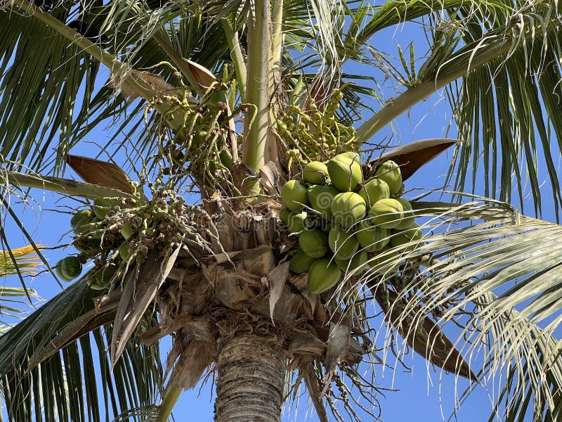 Coconuts on palm tree stock image. Image of coco, coconut - 265377887