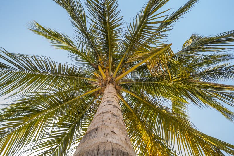 Coconuts Palm Tree Perspective Stock Image - Image of beach, coconut ...