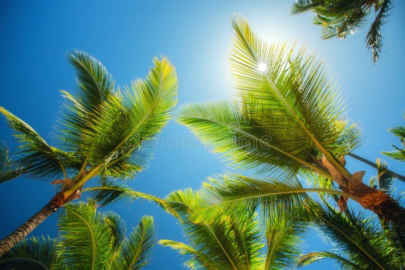 Coconuts Palm Tree Perspective View Stock Image - Image of green ...