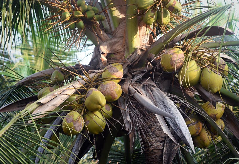 Coconuts on palm tree stock image. Image of leaf, farm - 70795959