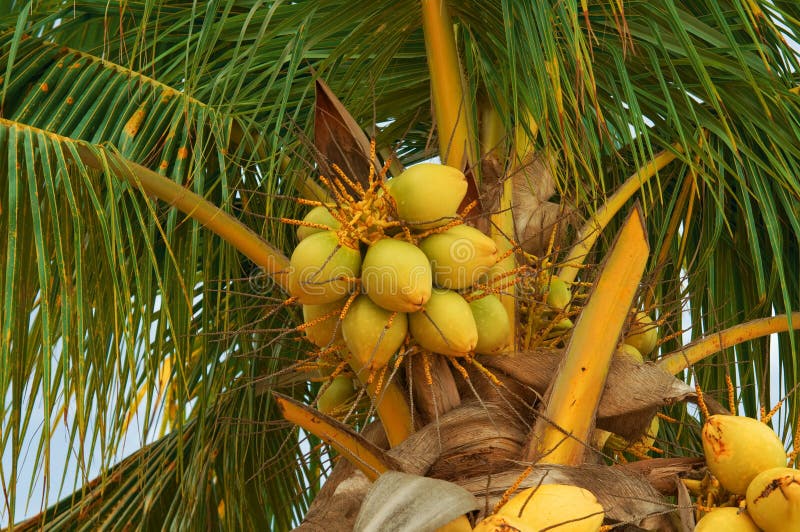 Coconuts on palm tree stock image. Image of cluster, palm - 37612693