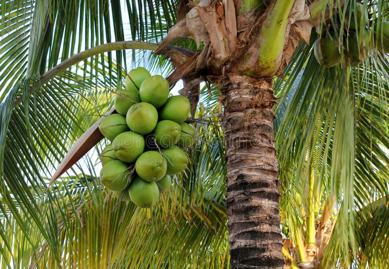 Coconuts on palm tree stock image. Image of beauty, food - 48306697