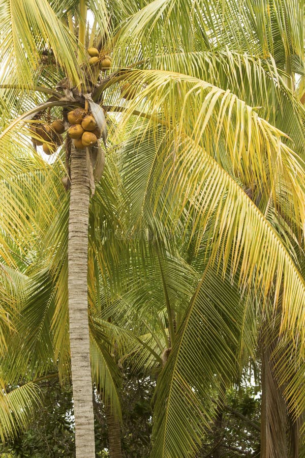 Coconuts in Palm Trees of South Florida. Stock Image - Image of ...
