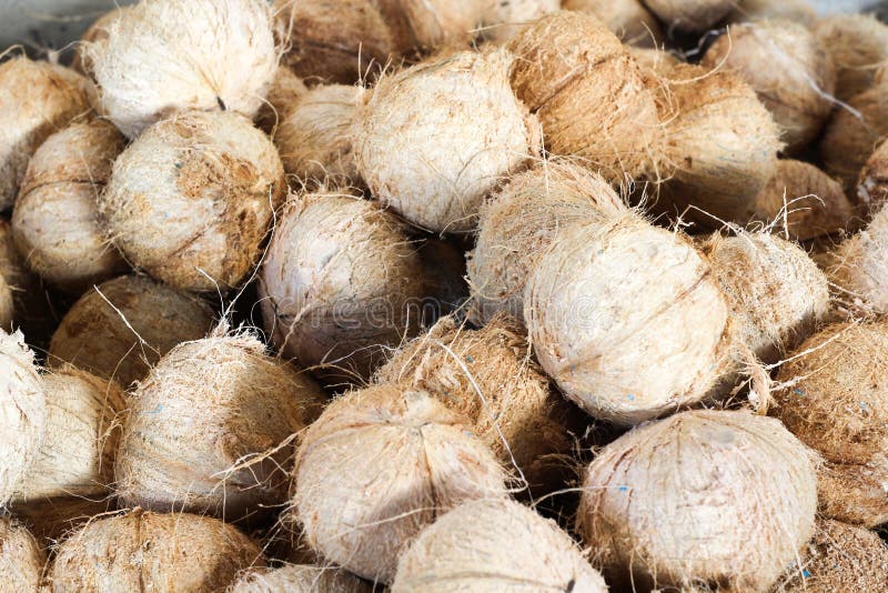 Stack Of The Coconuts In Farm For Coconut Oil Stock Photo - Image of ...
