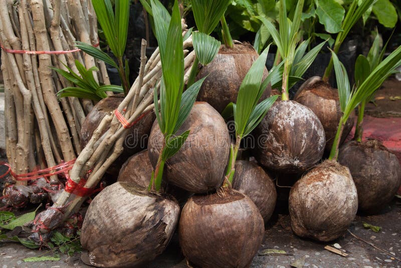 Coconut Seedlings Organic Farm Stock Image - Image of compost ...