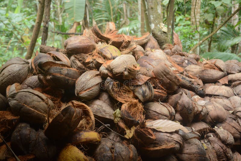 Coconuts Shelf Farming Concept Stock Image - Image of field ...