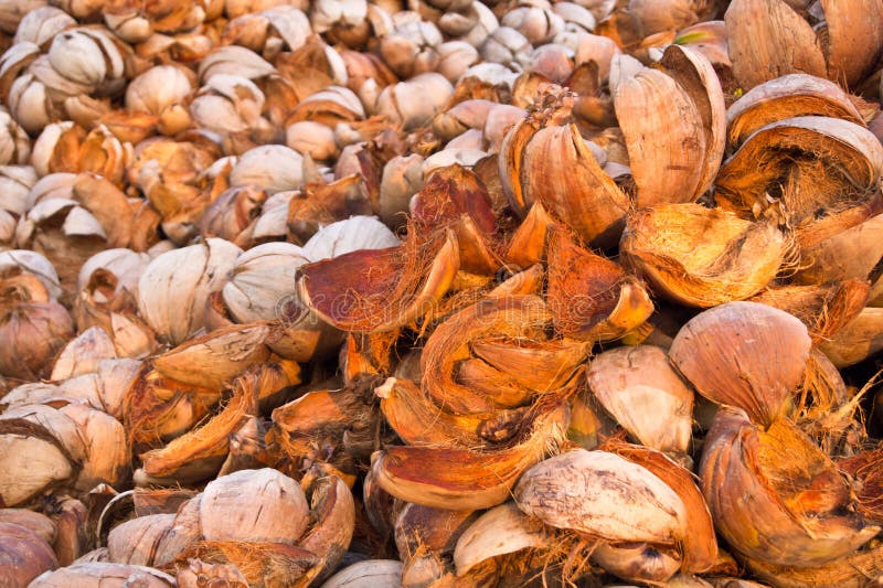 Coconuts shells stock photo. Image of palm, material - 19653752