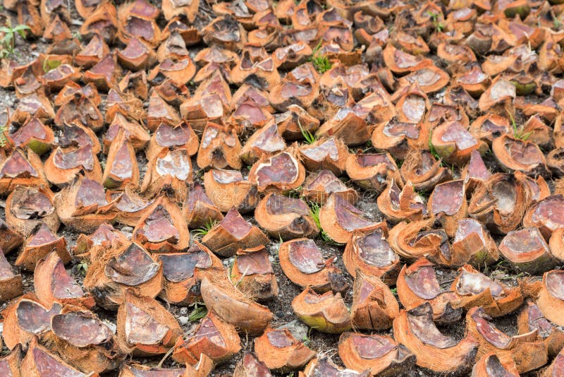 Coconuts shells stock image. Image of large, opened, group - 40744287