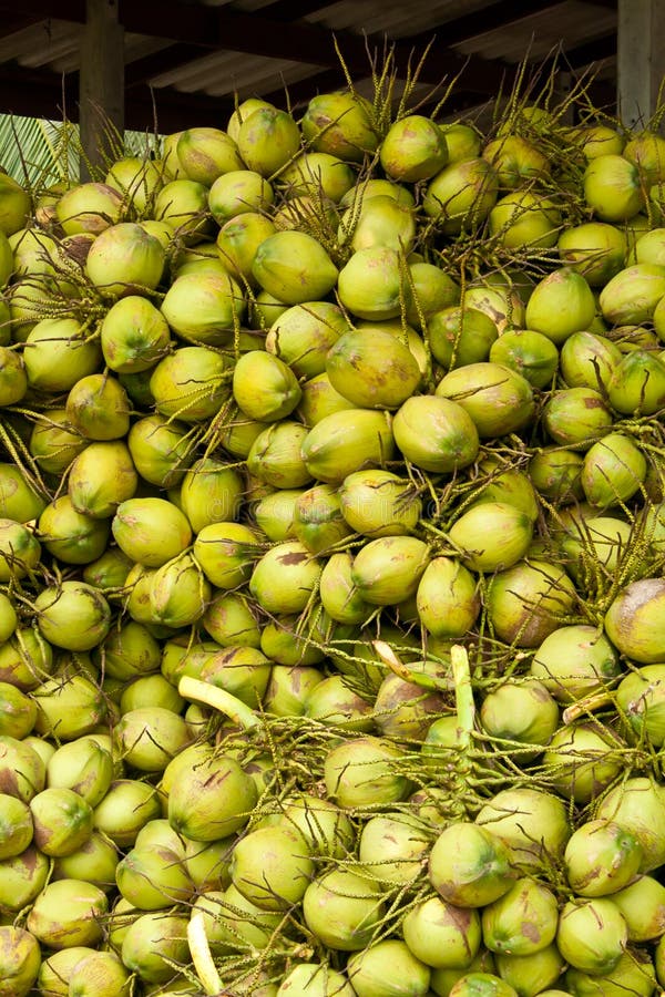 Coconuts in storage stock image. Image of juice, healthy - 37657031