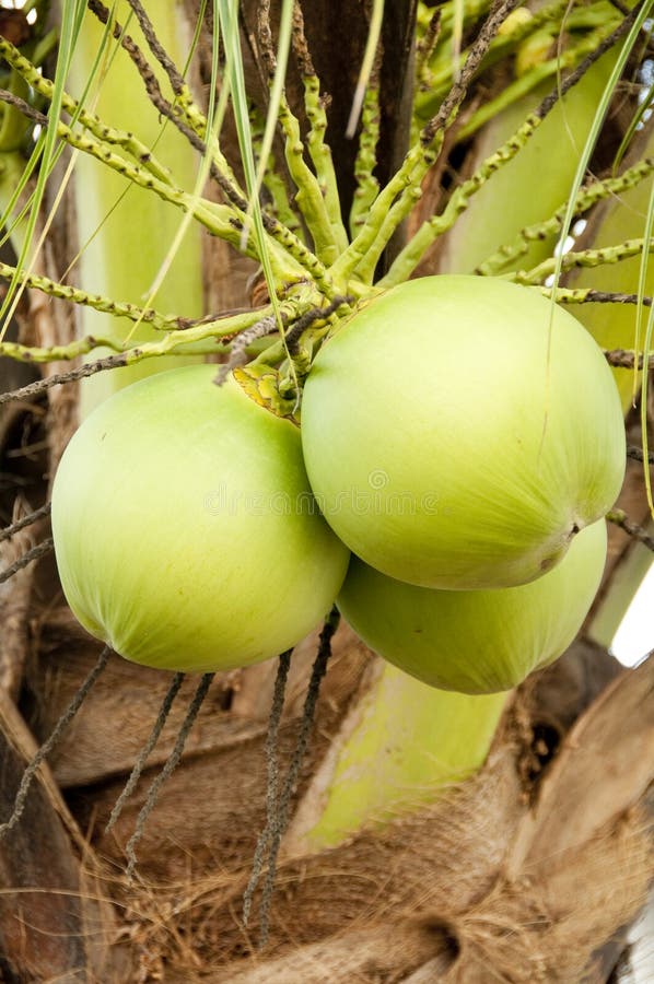 Coconuts stock photo. Image of tropical, bunch, nature - 73549138