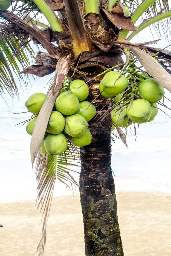Coconuts on tree stock image. Image of nature, tree, close - 47534521
