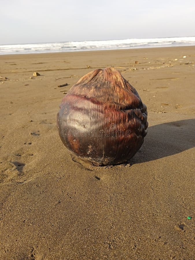Coconuts washed ashore stock photo. Image of holiday - 265840844