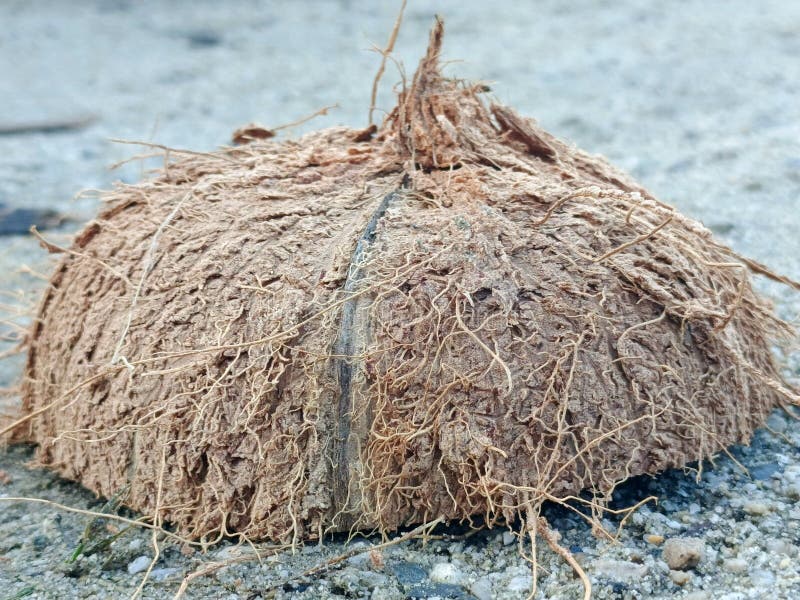 Coconutshell stock photo. Image of coconut, husk, coconutshell - 378133310