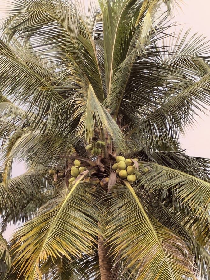 Coconuttrees stock photo. Image of coconut, waving, trees - 341110502